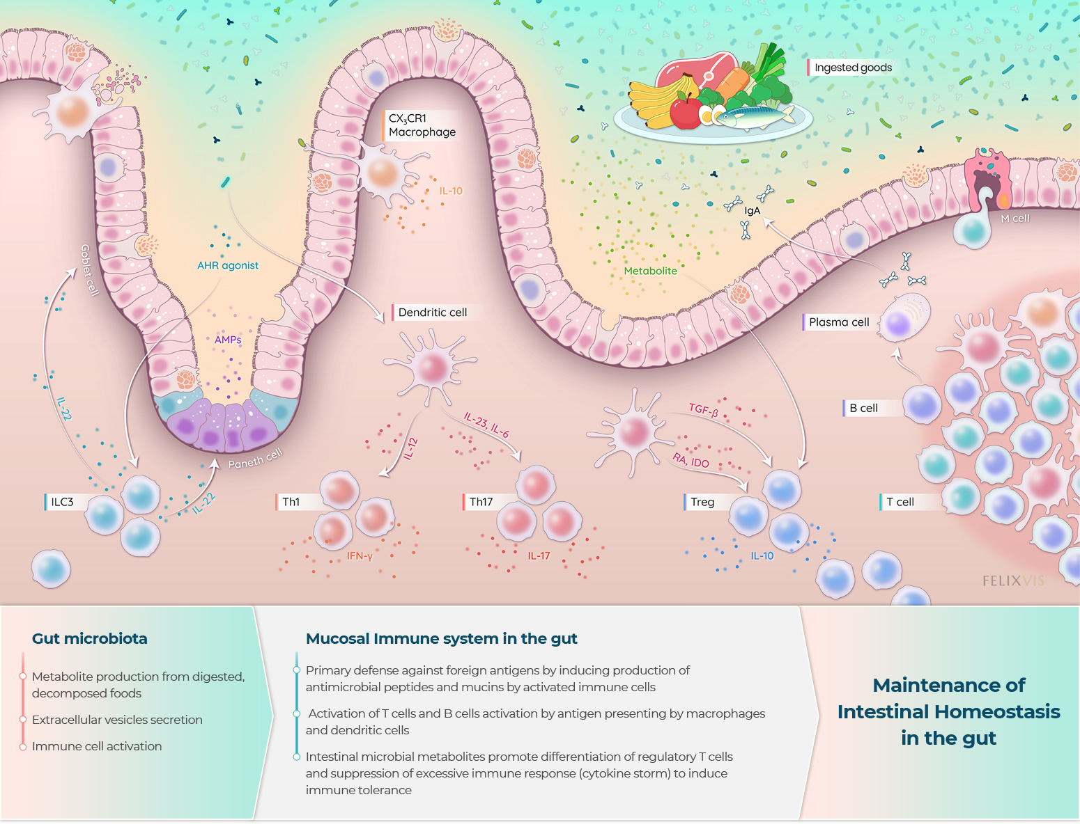 지아이바이옴 - R&D - 마이크로바이옴치료제